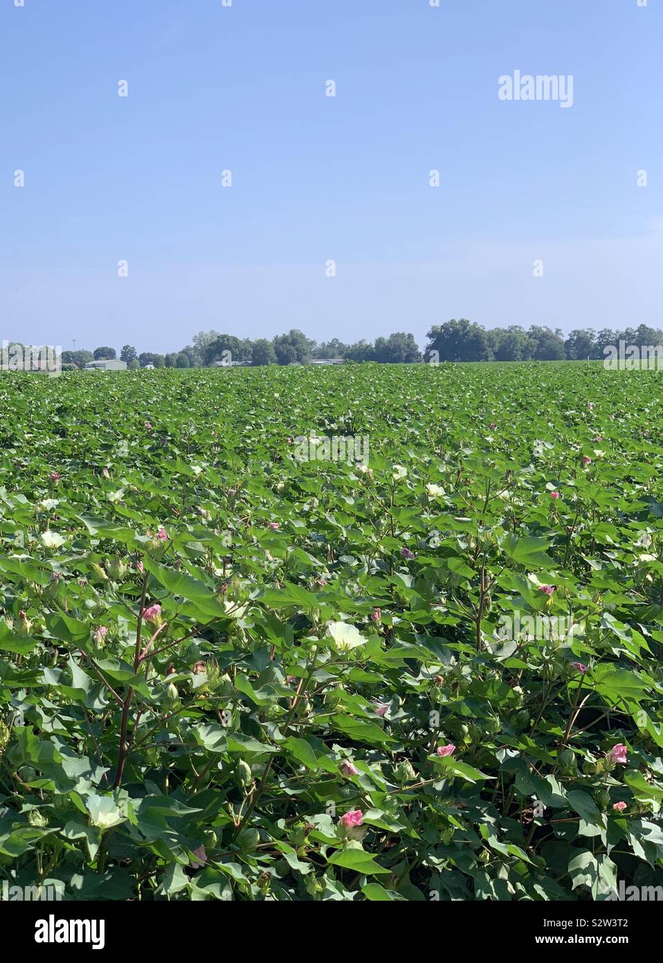 Alabama agriculture hi-res stock photography and images - Alamy
