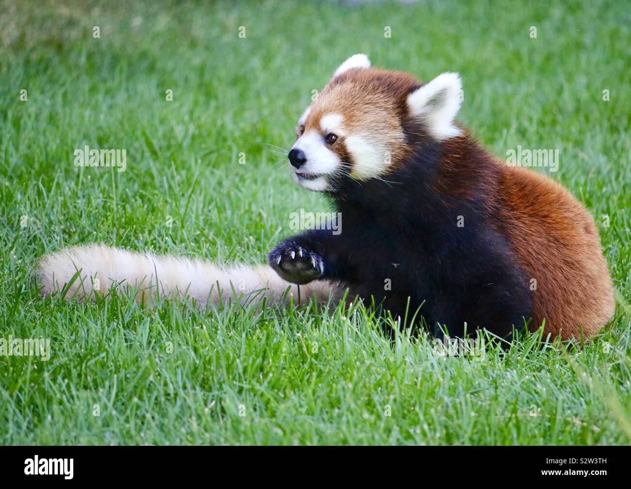 Red panda at the Edmonton Valley Zoo Stock Photo - Alamy