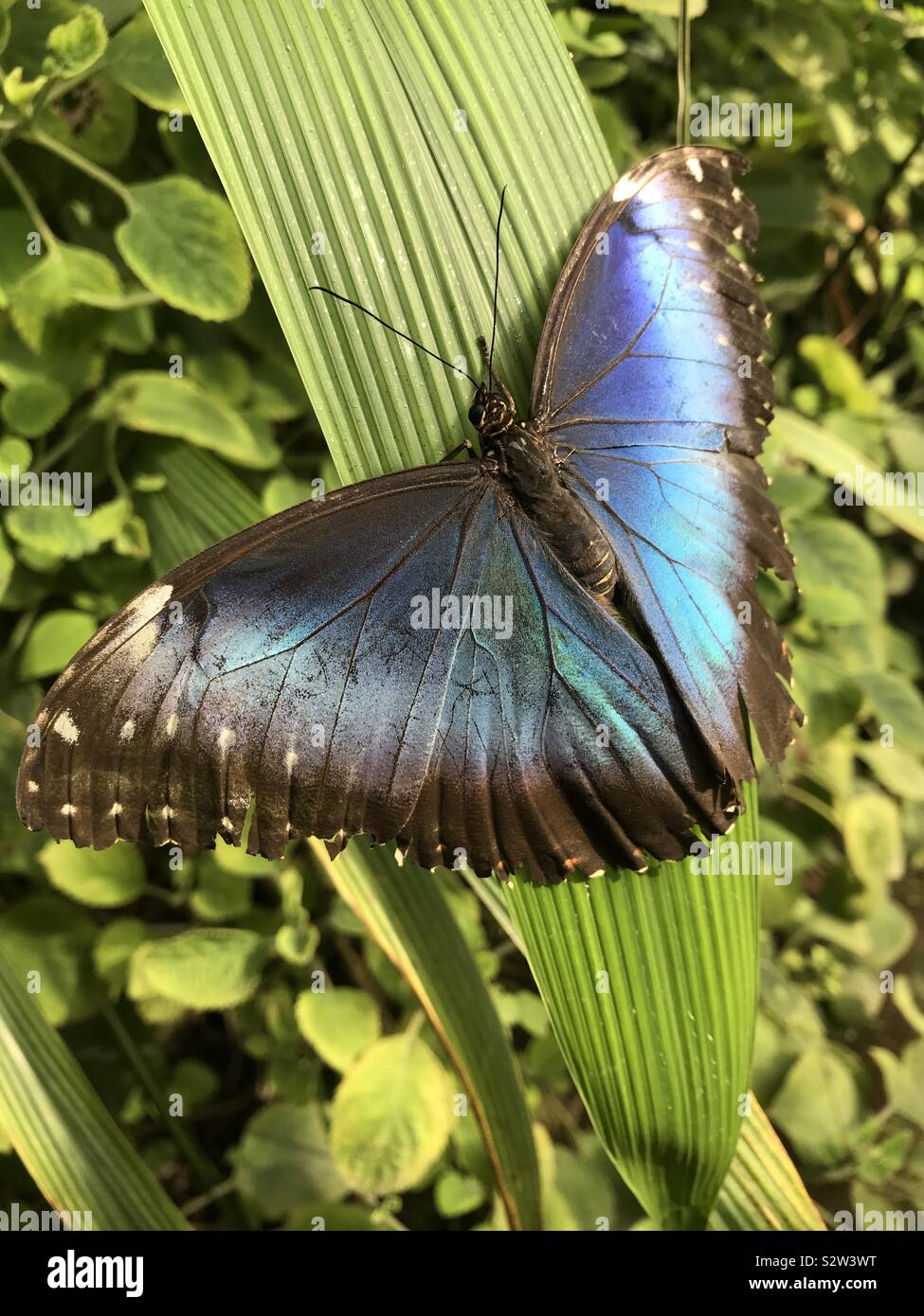 Morpho farm hi-res stock photography and images - Alamy