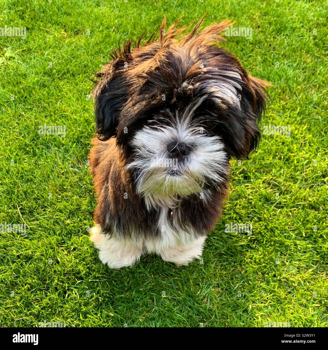 Dora the explorer hi-res stock photography and images - Alamy