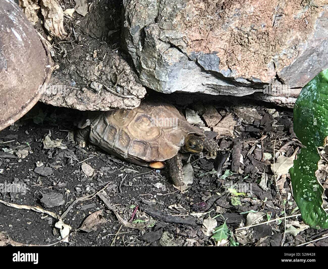 Fast start to the day Stock Photo - Alamy