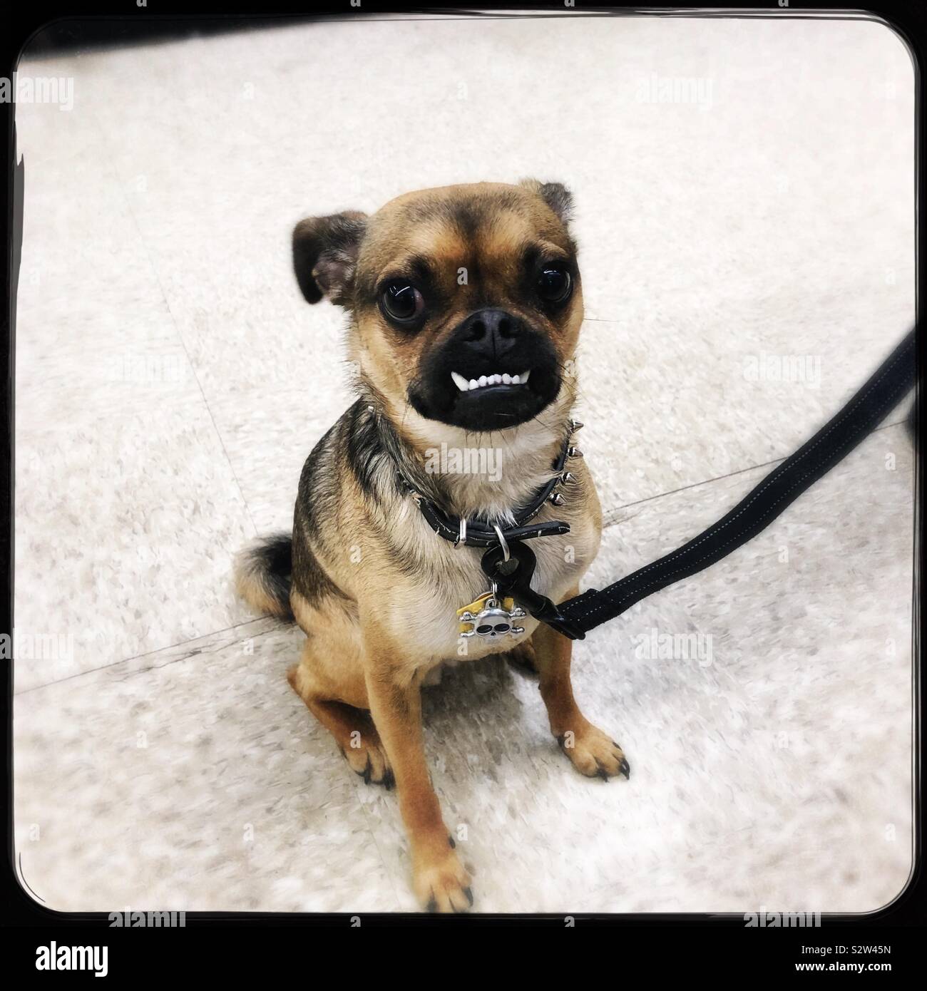 Goliath the Chug Stock Photo - Alamy