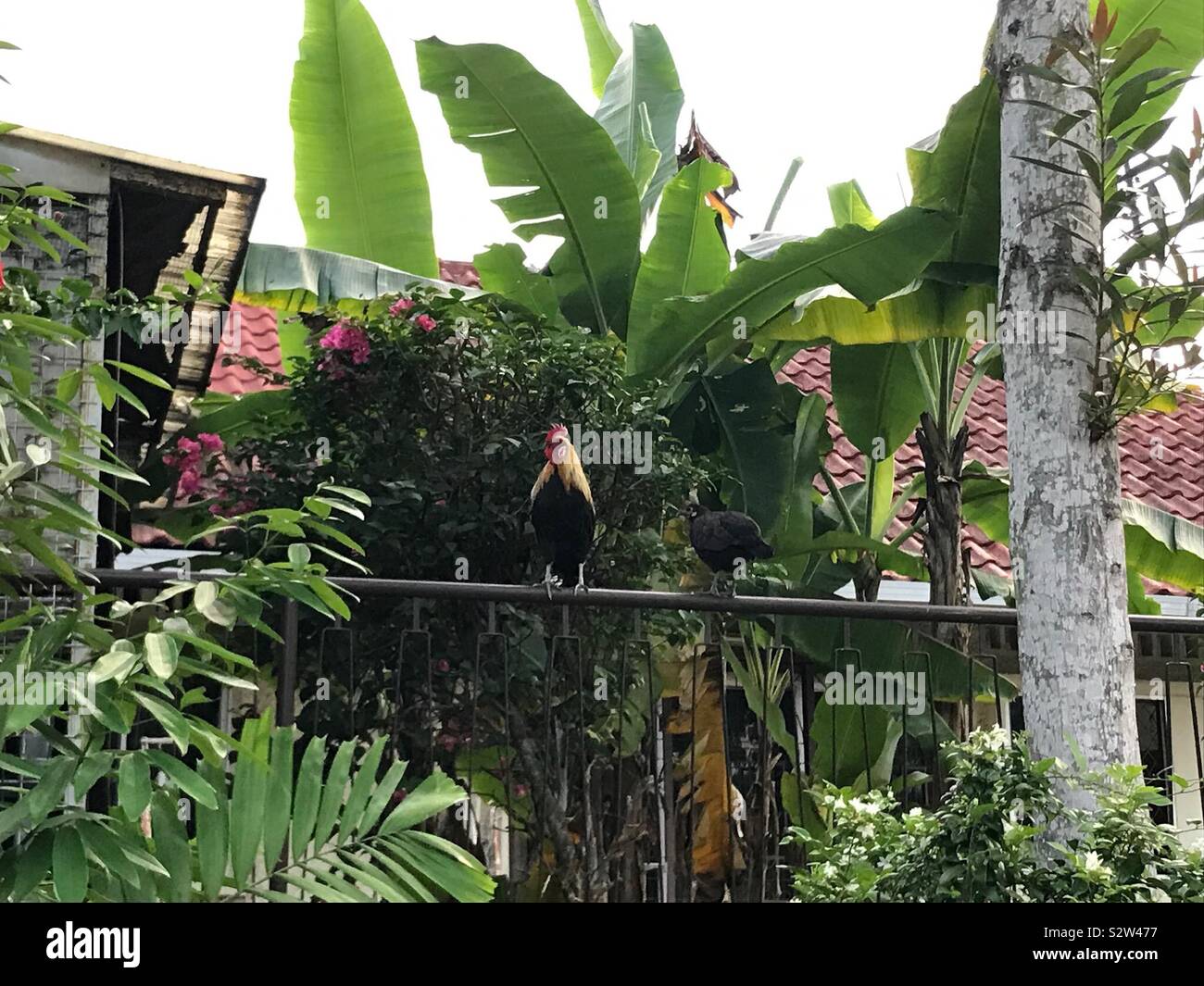 Local rooster in tropical suburbs Stock Photo - Alamy