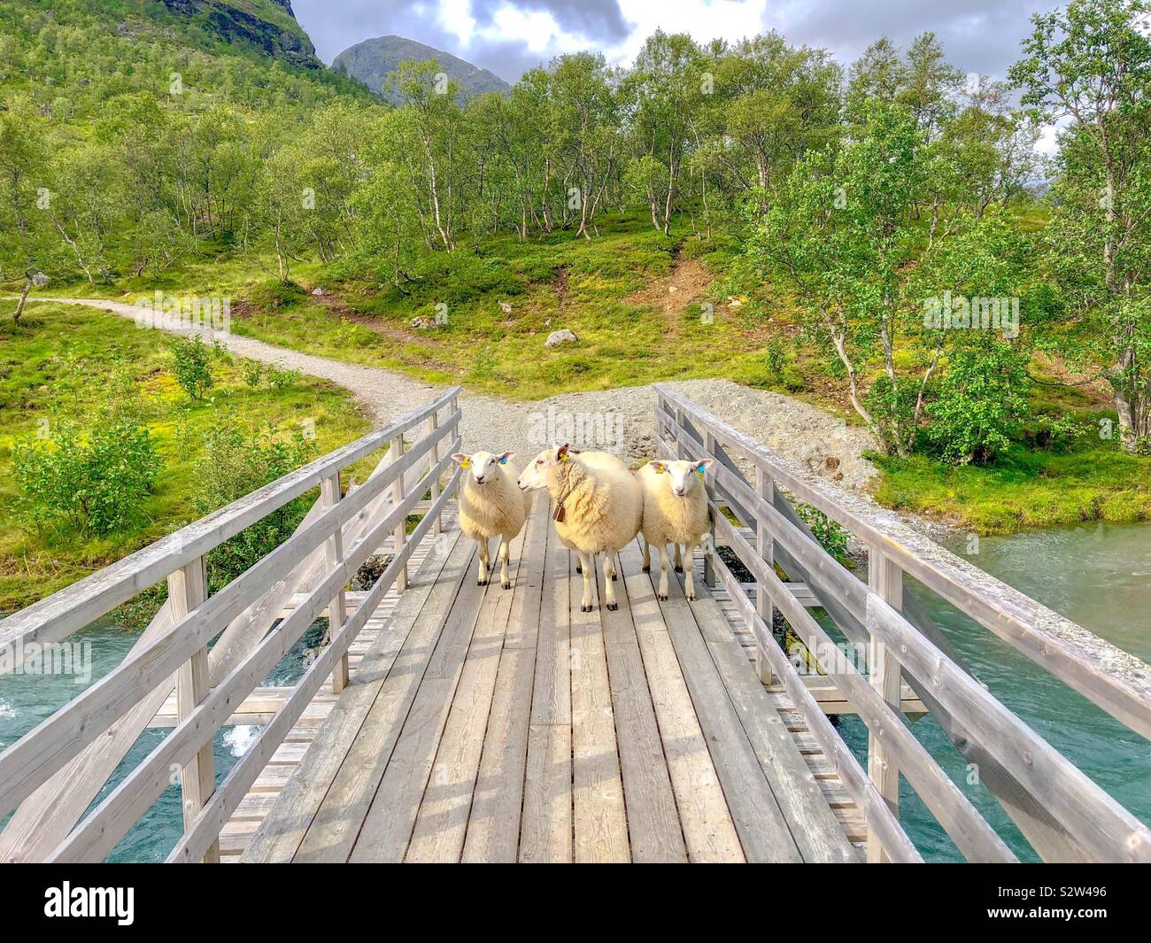 Sheep stand hi-res stock photography and images - Alamy