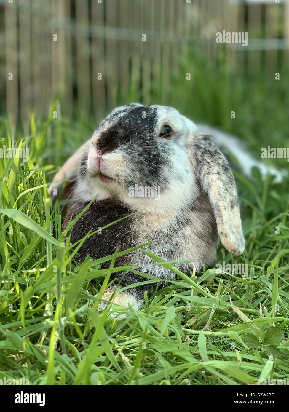 Rabbit in some grass hi-res stock photography and images - Alamy