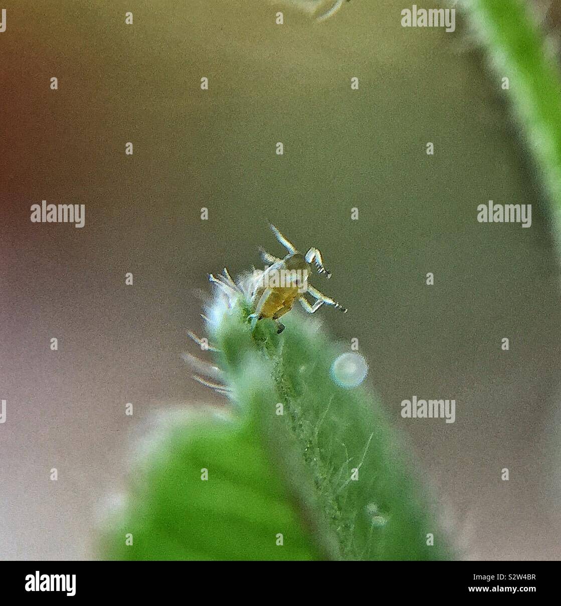 Bug on a leaf Stock Photo - Alamy