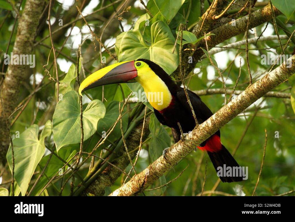 Tucan hi-res stock photography and images - Alamy