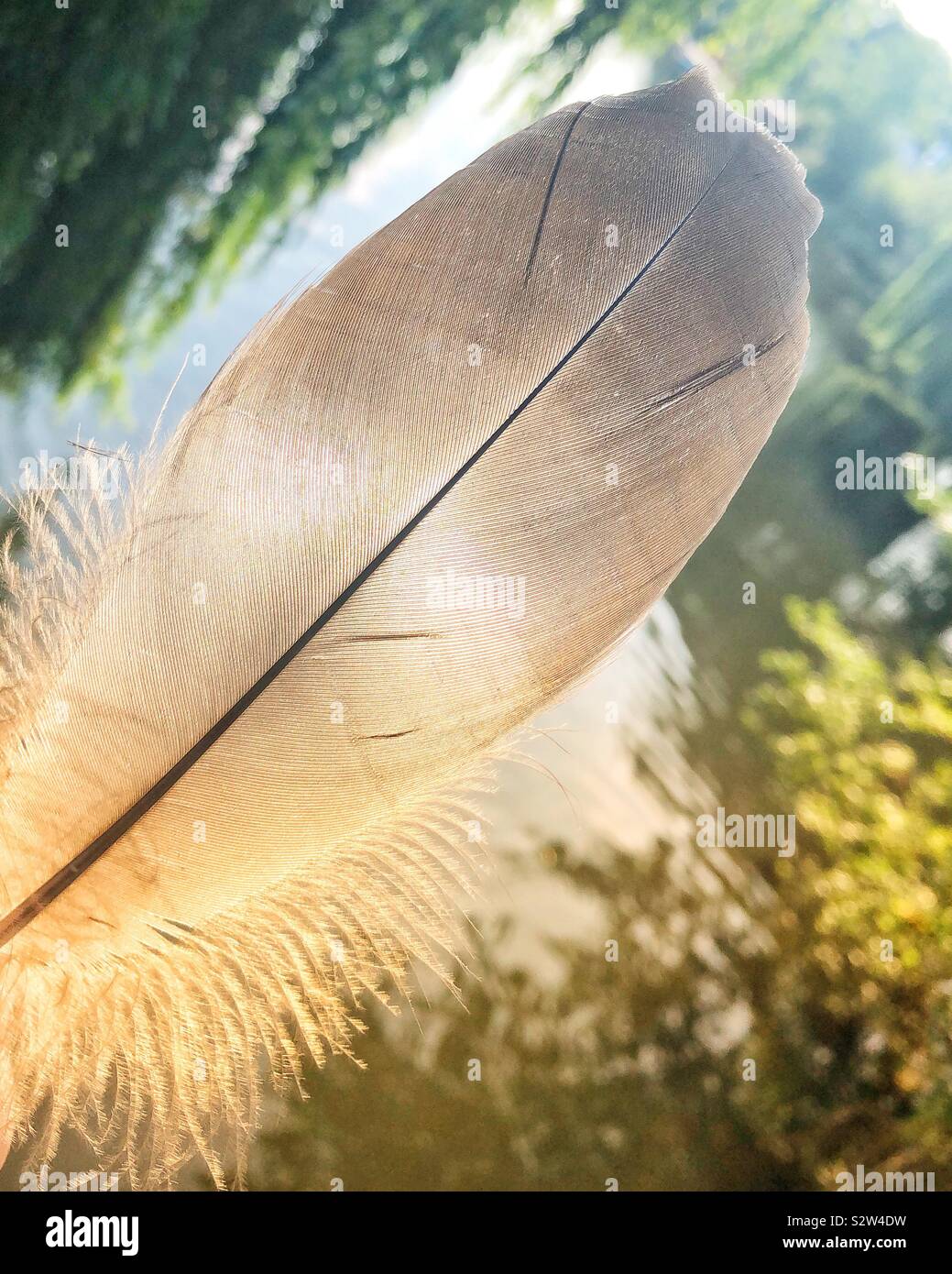 Feather and water hi-res stock photography and images - Alamy