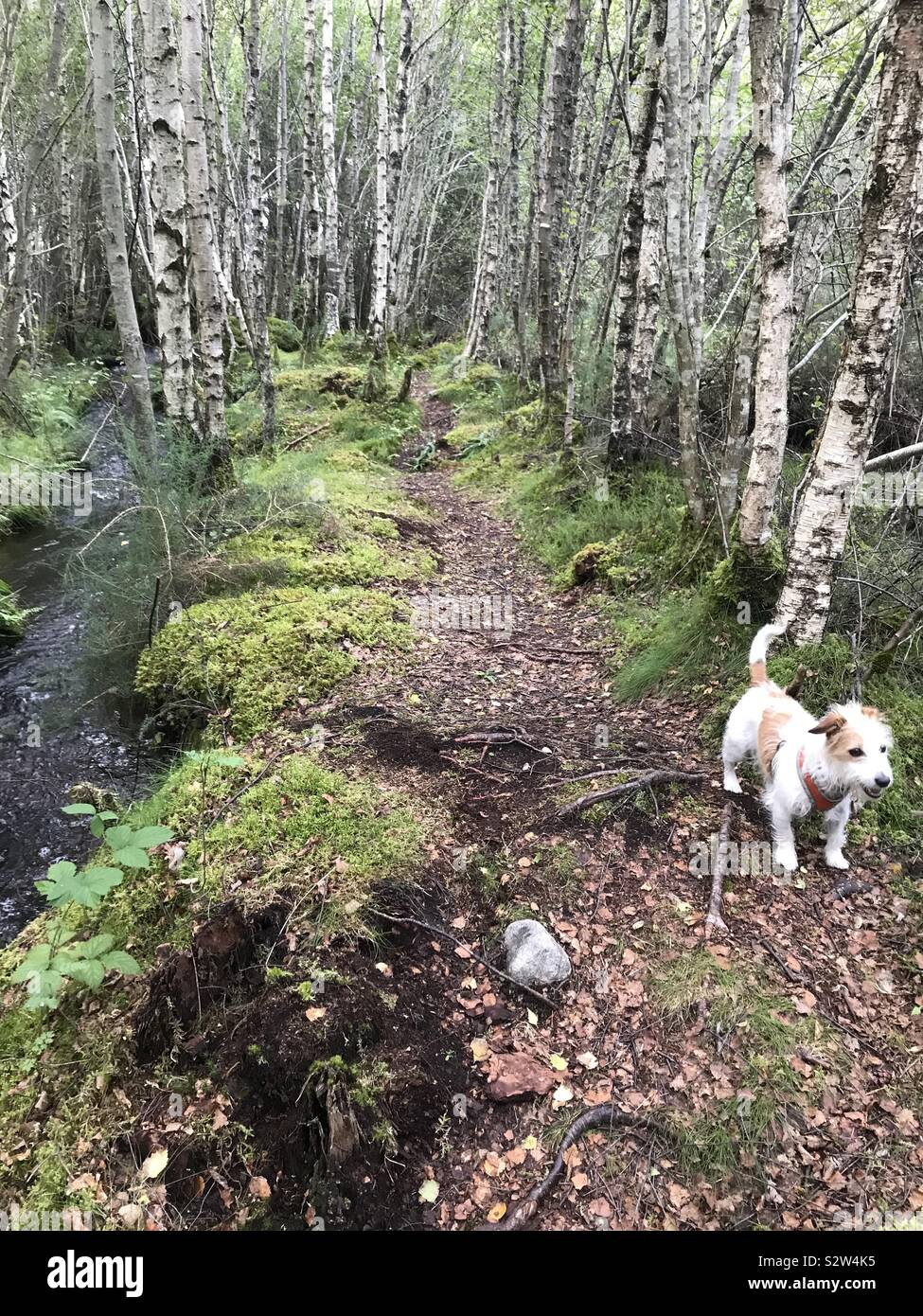 Taking the wee Jack out for his walk Stock Photo - Alamy