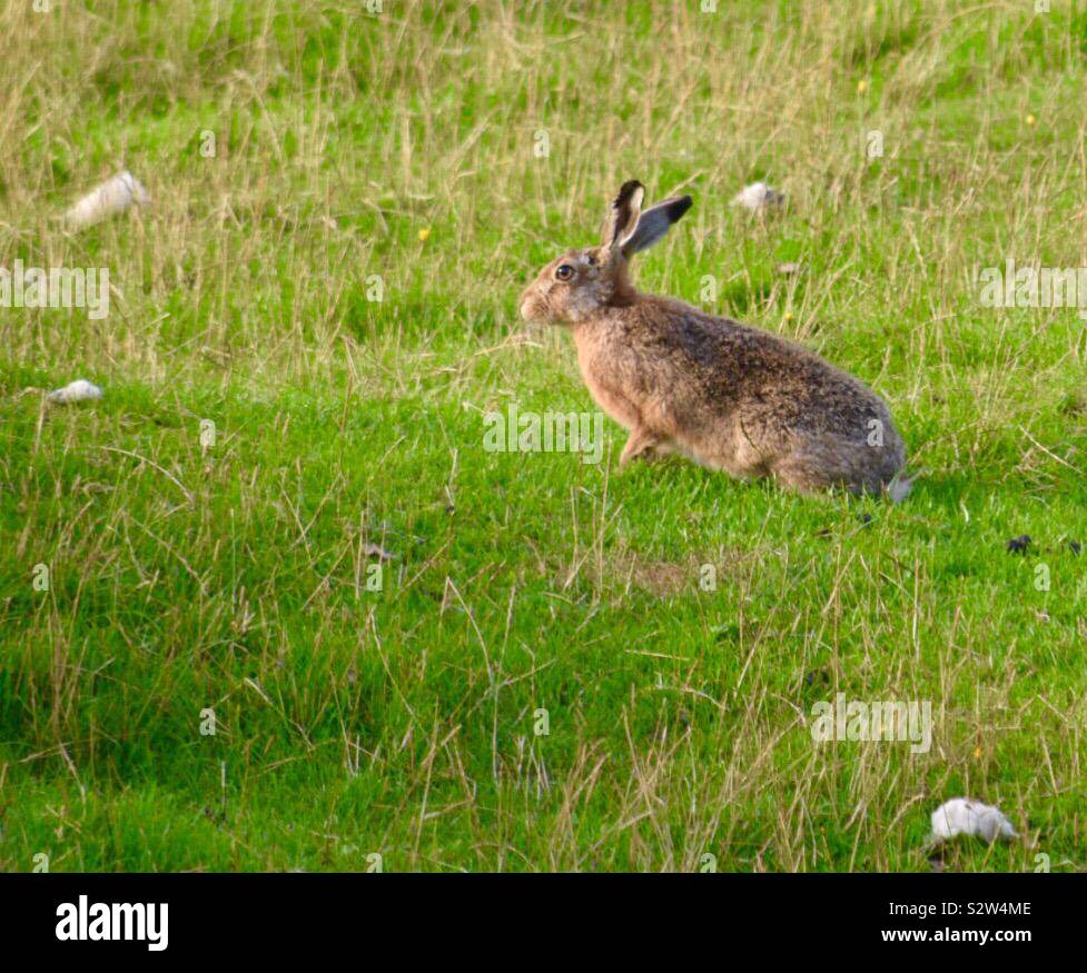 Long hare ears hi-res stock photography and images - Alamy