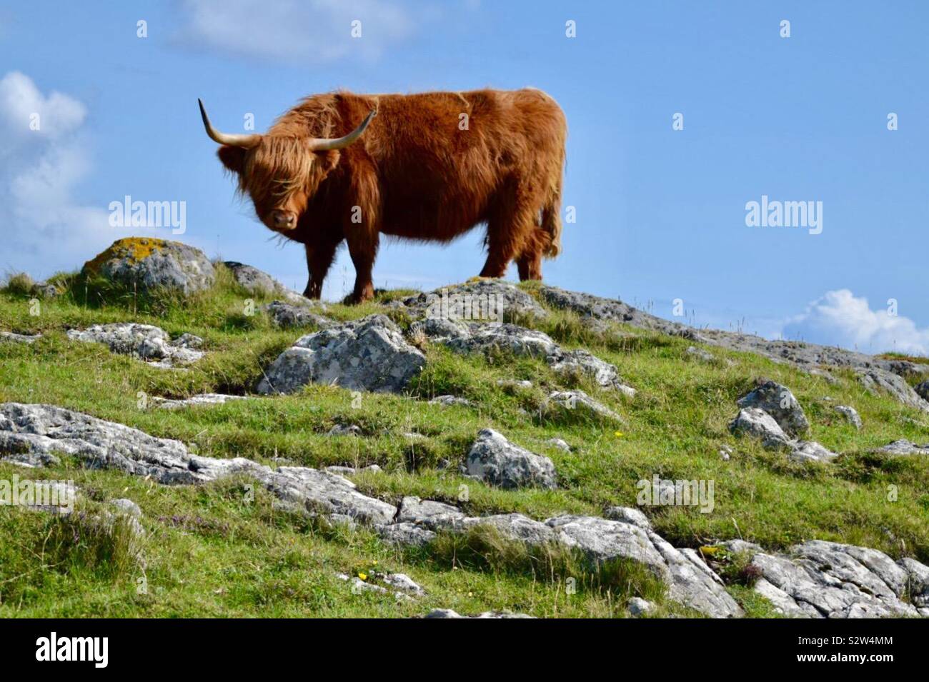 Highland cow Tiree Stock Photo - Alamy