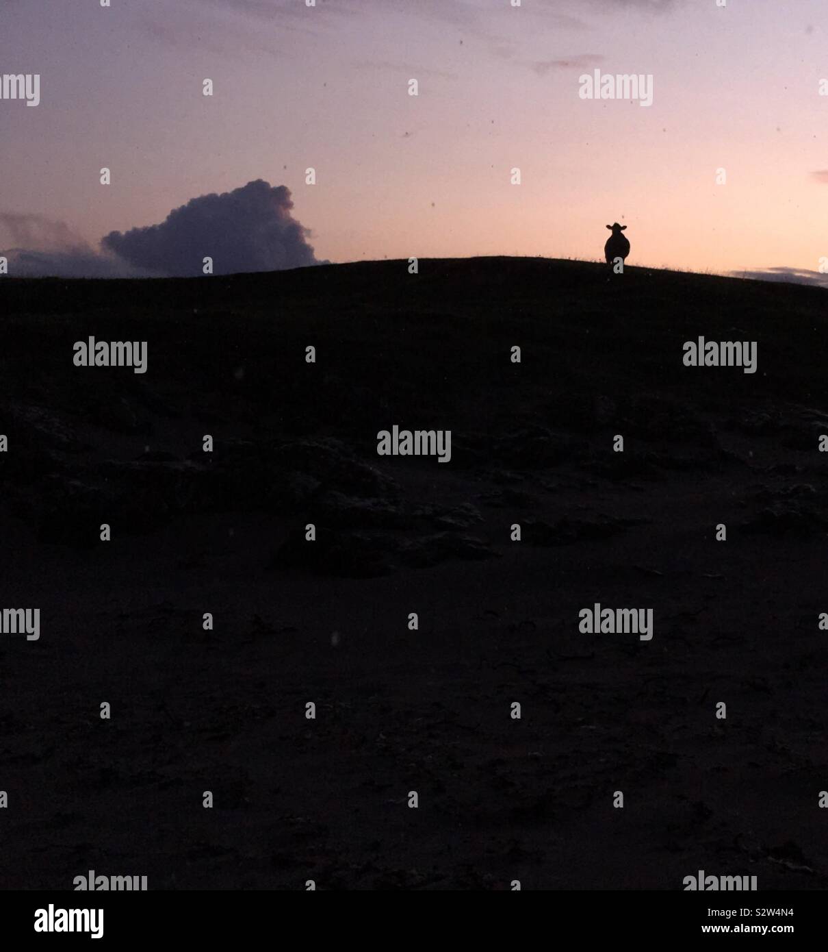 Cow silhouette hi-res stock photography and images - Alamy