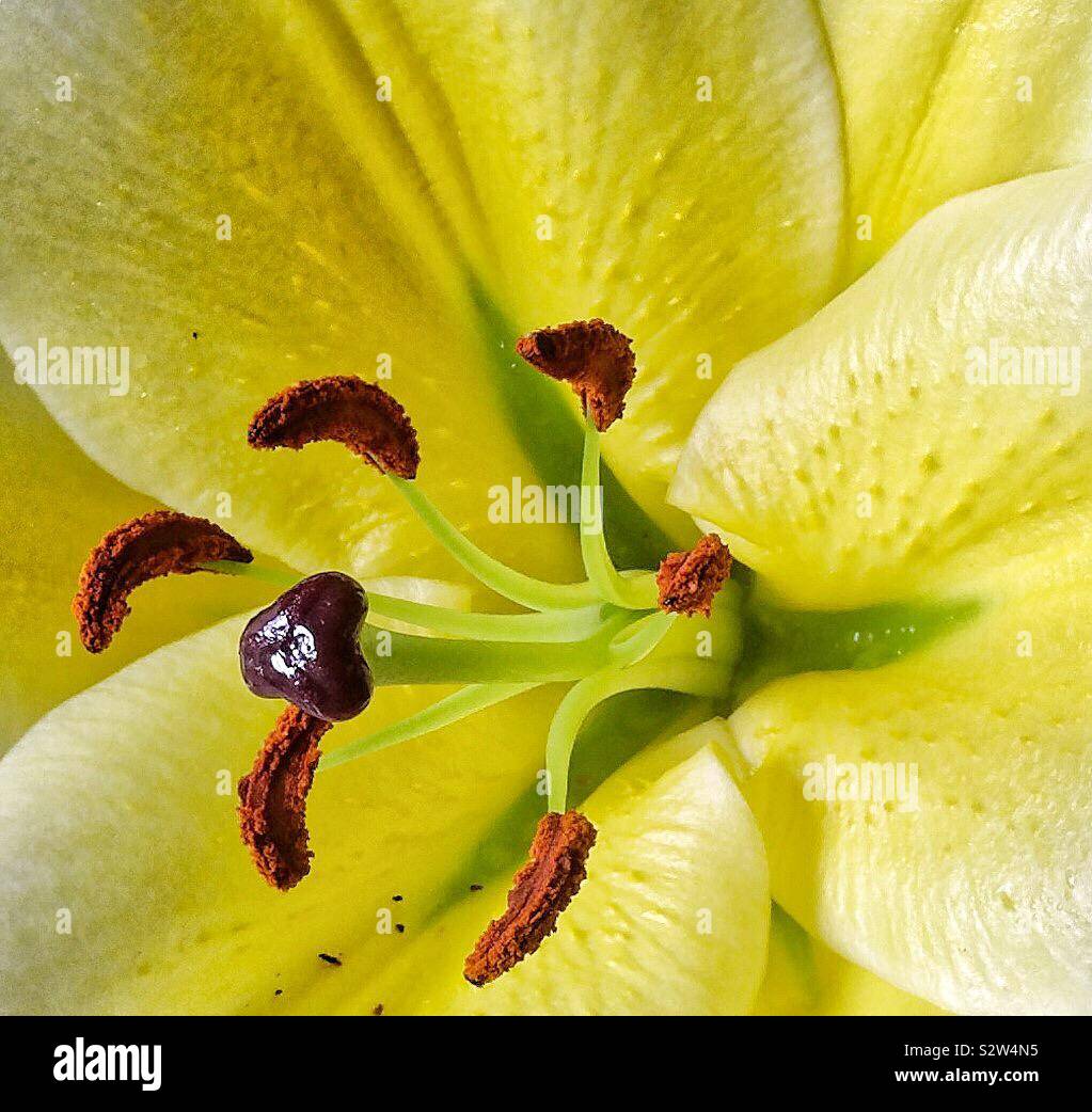 Lily showing stamen hi-res stock photography and images - Alamy