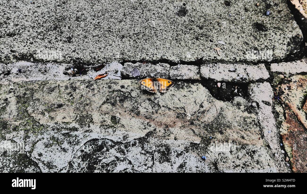 Butterfly on stone path Stock Photo - Alamy