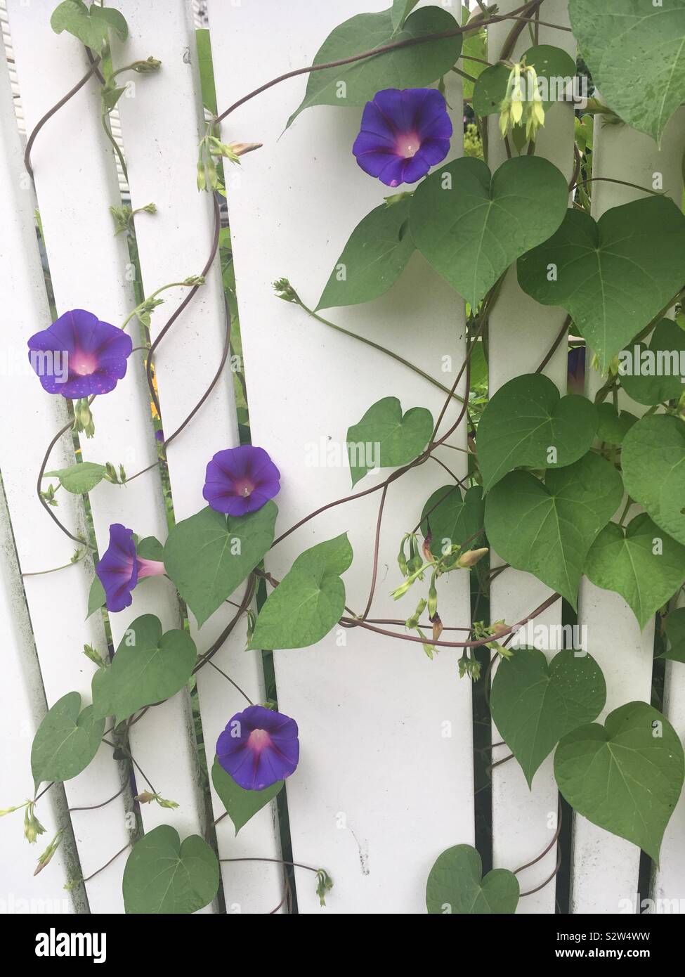 Flowers on a vine Stock Photo - Alamy