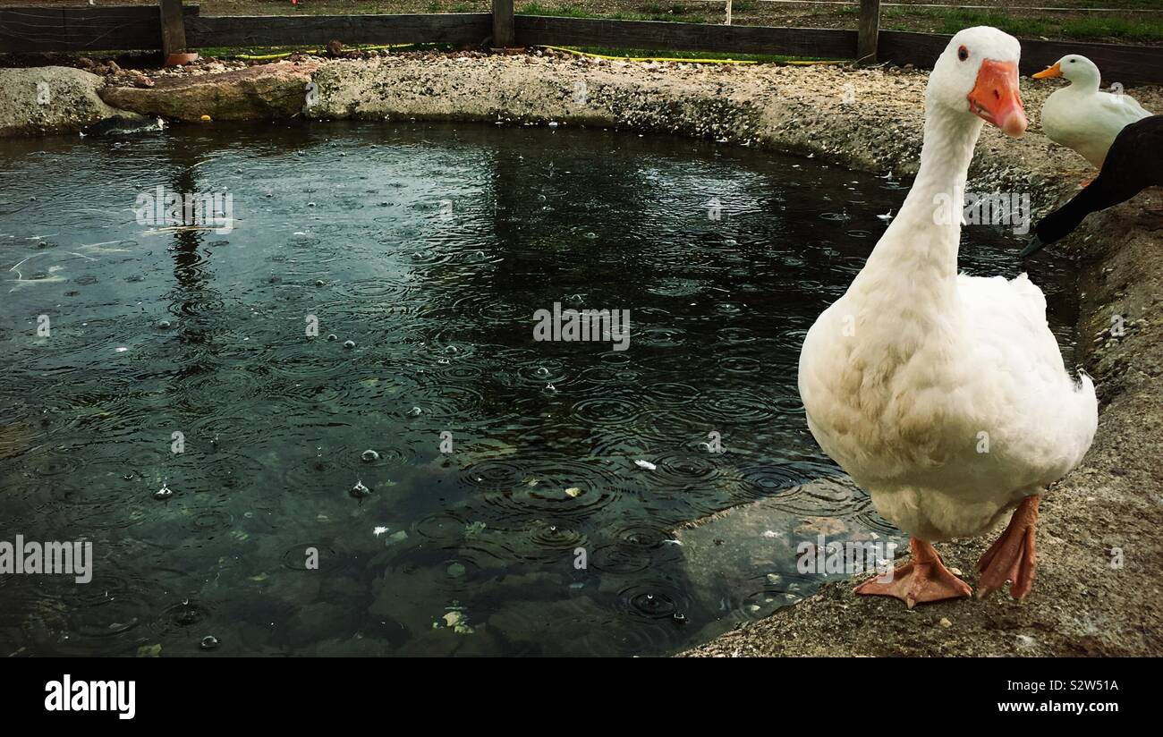 Puddle duck hi-res stock photography and images - Alamy