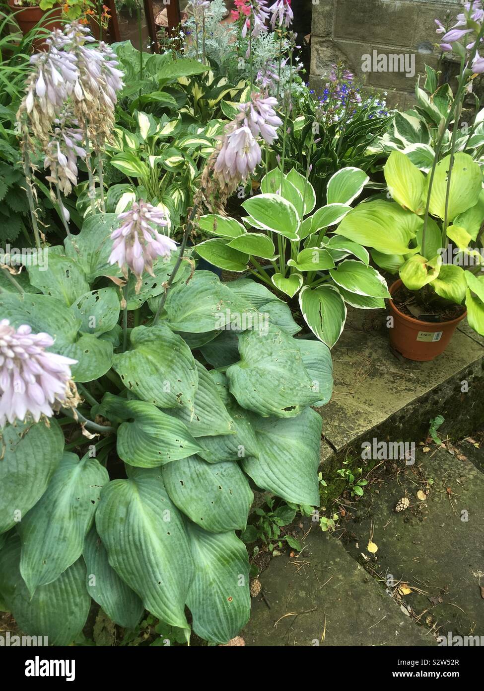 Flowers hostas hi-res stock photography and images - Alamy