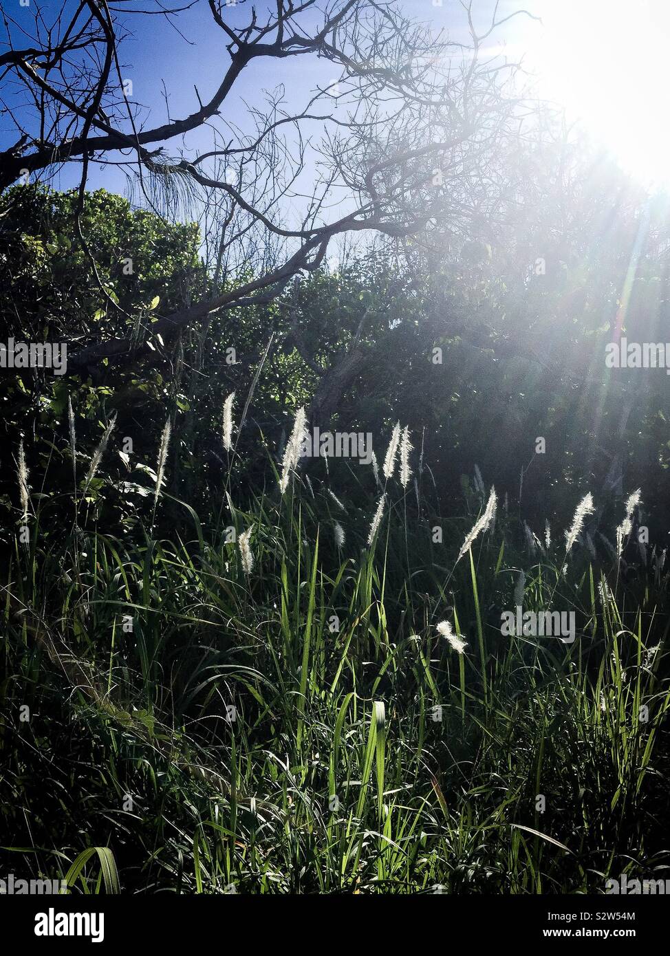 Wispy grasses and flowers glow in early morning sunlight Stock Photo ...