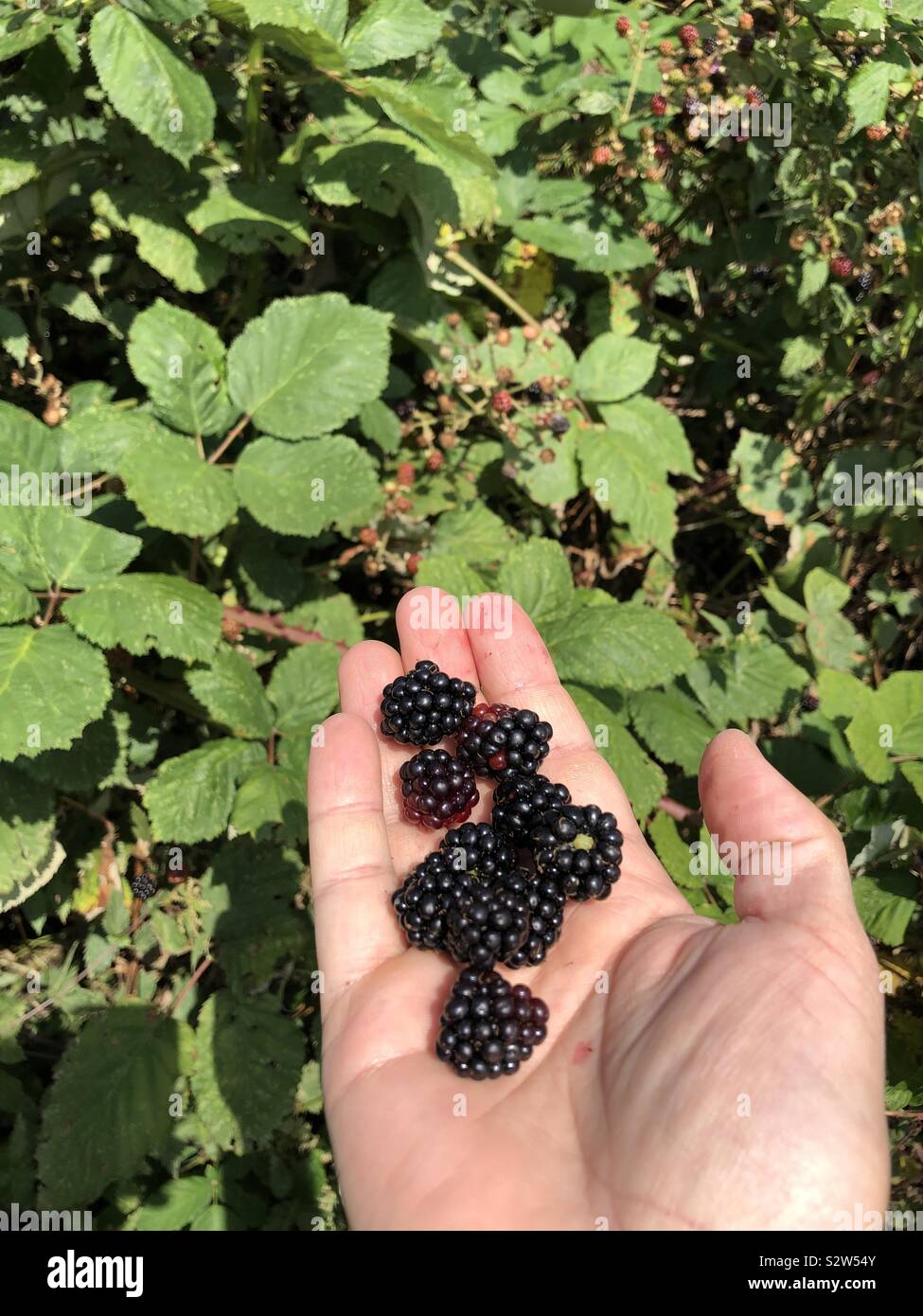 Picking wild blackberries Stock Photo - Alamy
