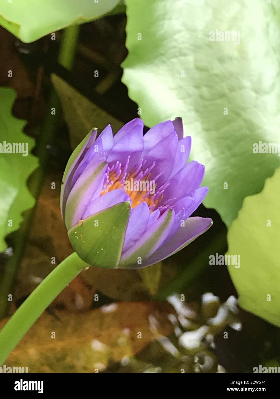 Yellow water lilly flower hi-res stock photography and images - Alamy