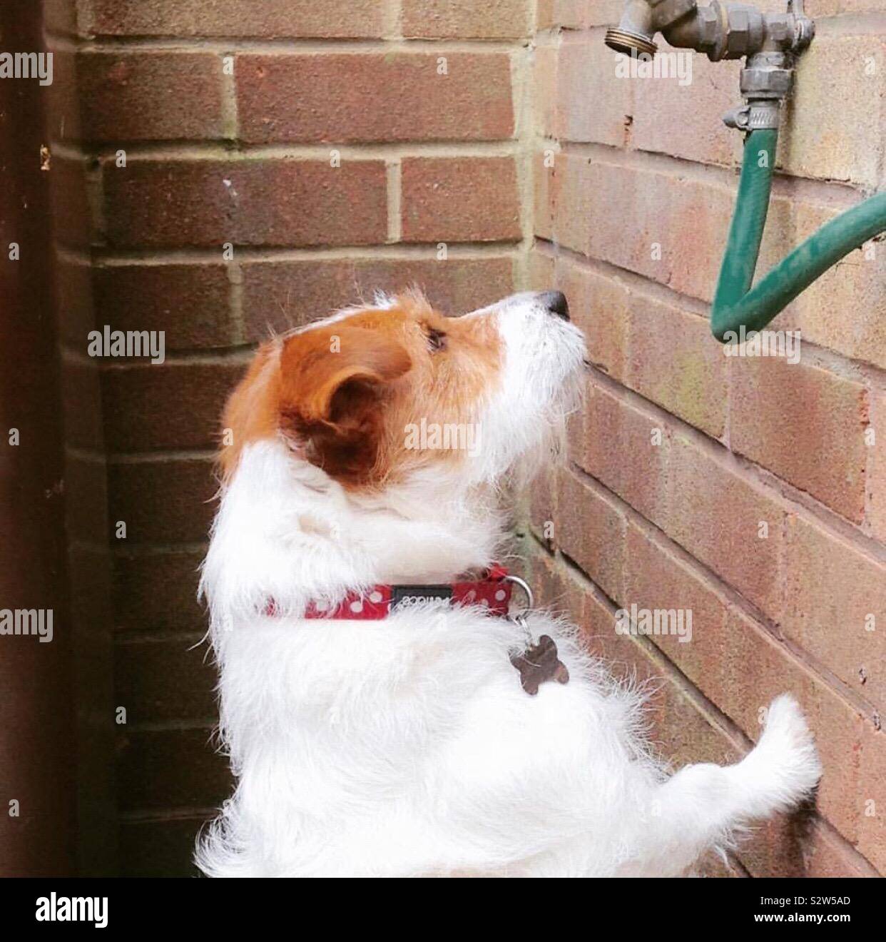 Stare at it and water will come Stock Photo - Alamy