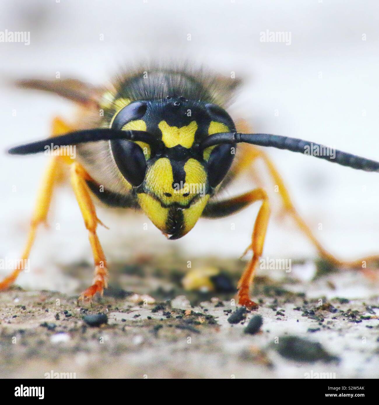 Wasp macro close hi-res stock photography and images - Alamy