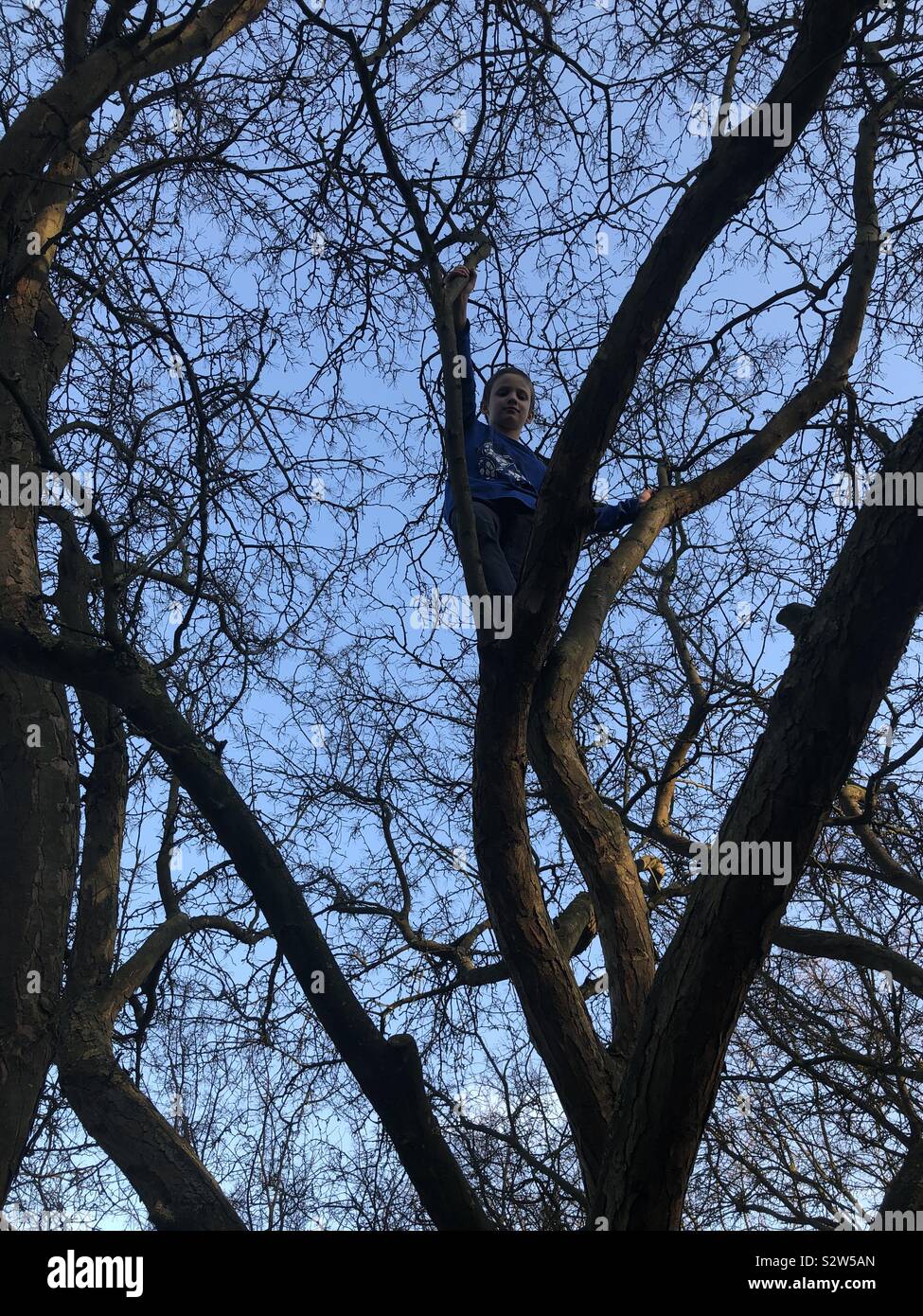 Silhouette boy up a tree Stock Photo - Alamy