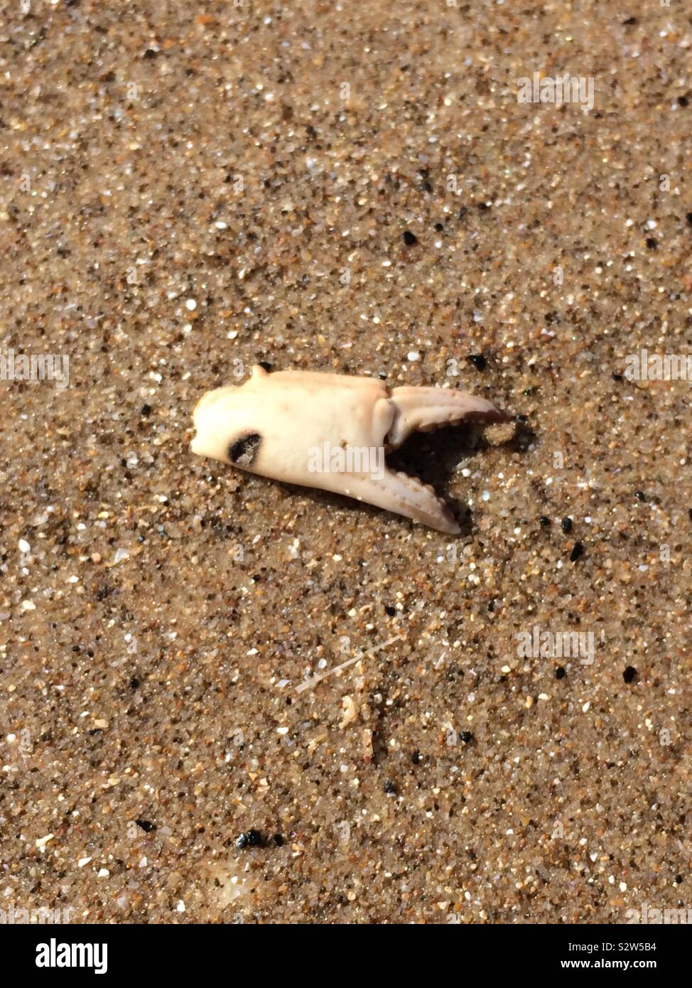 Claw crab hi-res stock photography and images - Alamy