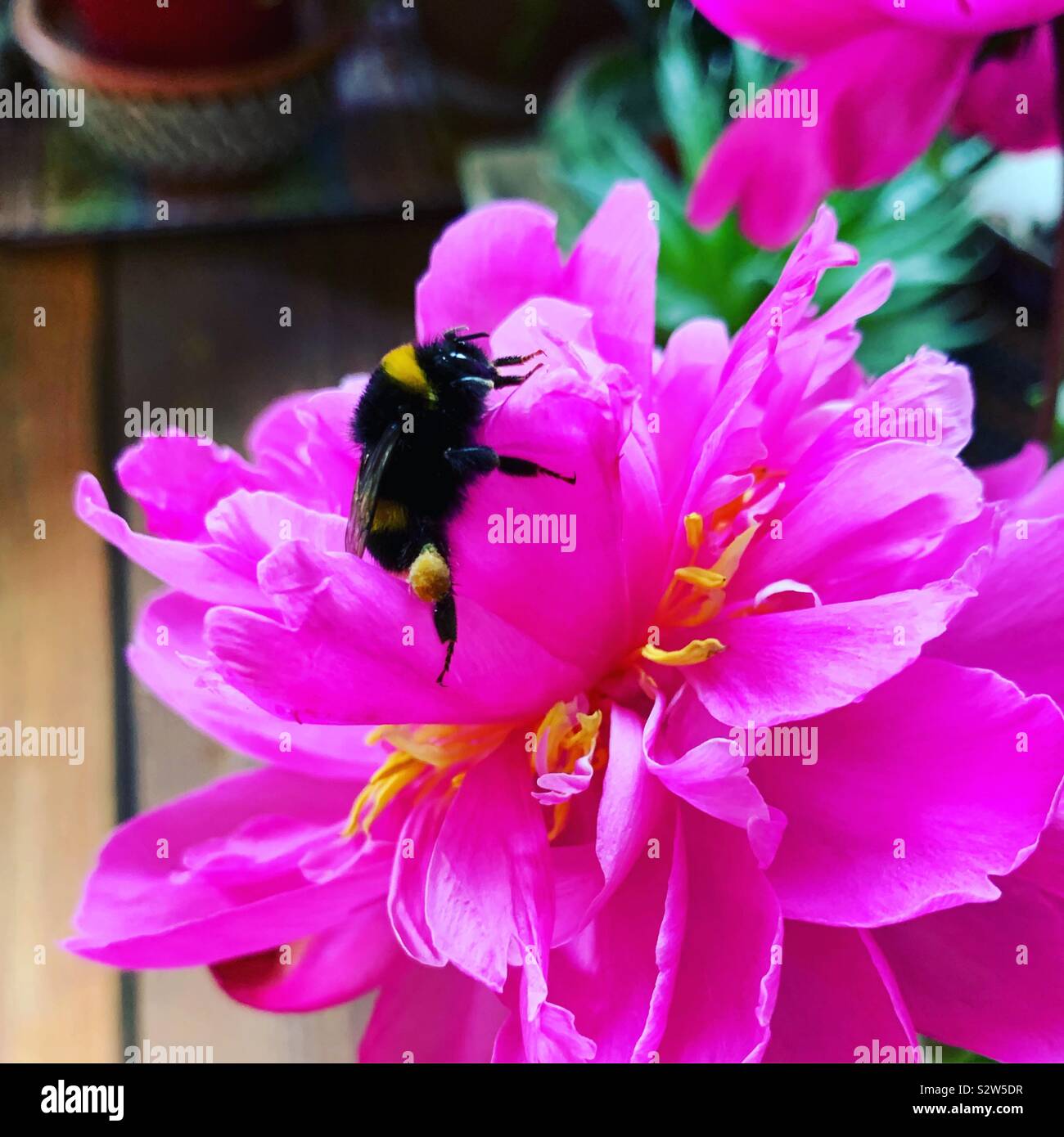 Bumble bee, flower Stock Photo - Alamy