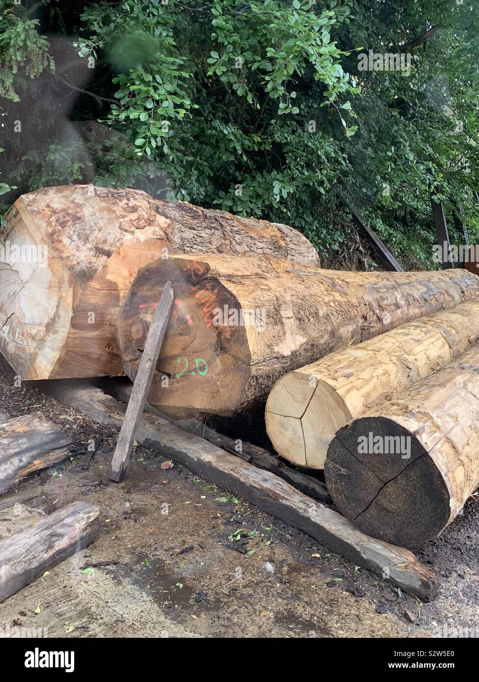 Large tree trunks, wood Stock Photo - Alamy