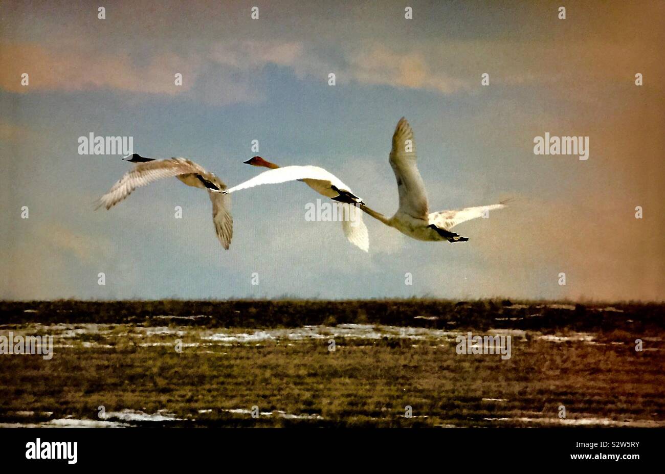 Trumpeter swan lift off Stock Photo - Alamy