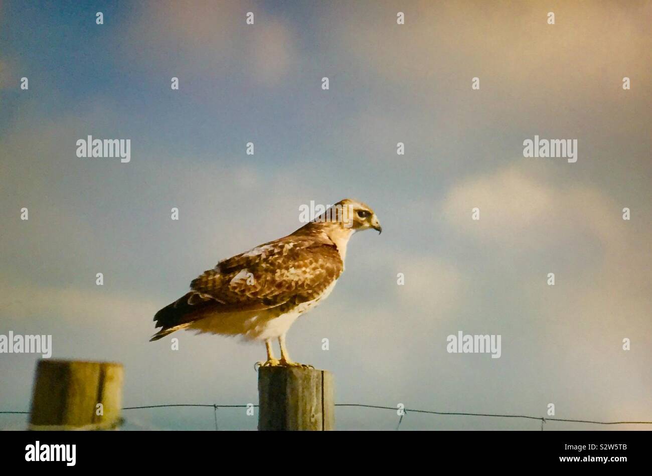 Red-tailed hawk, North American birds Stock Photo - Alamy