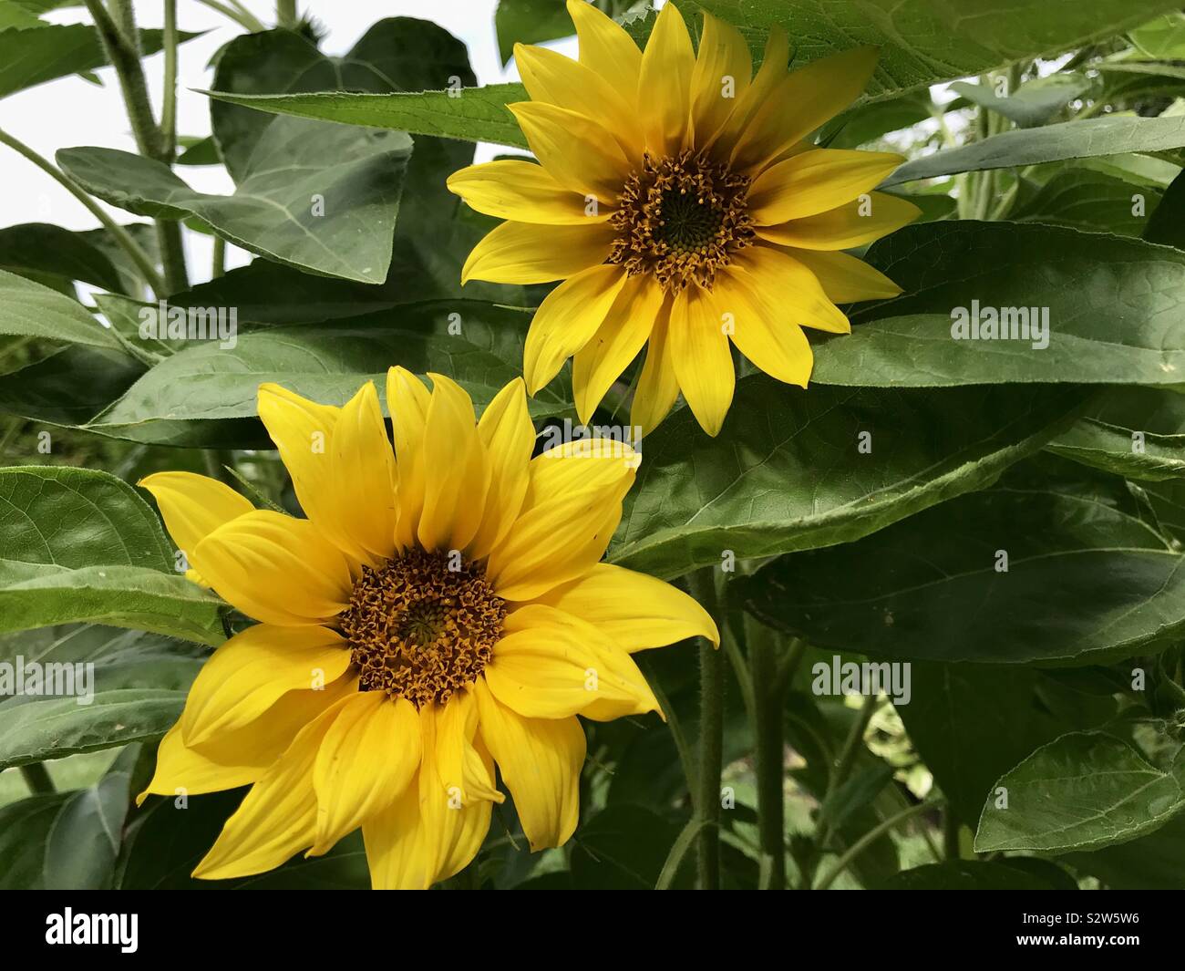 Two colors flower hi-res stock photography and images - Alamy