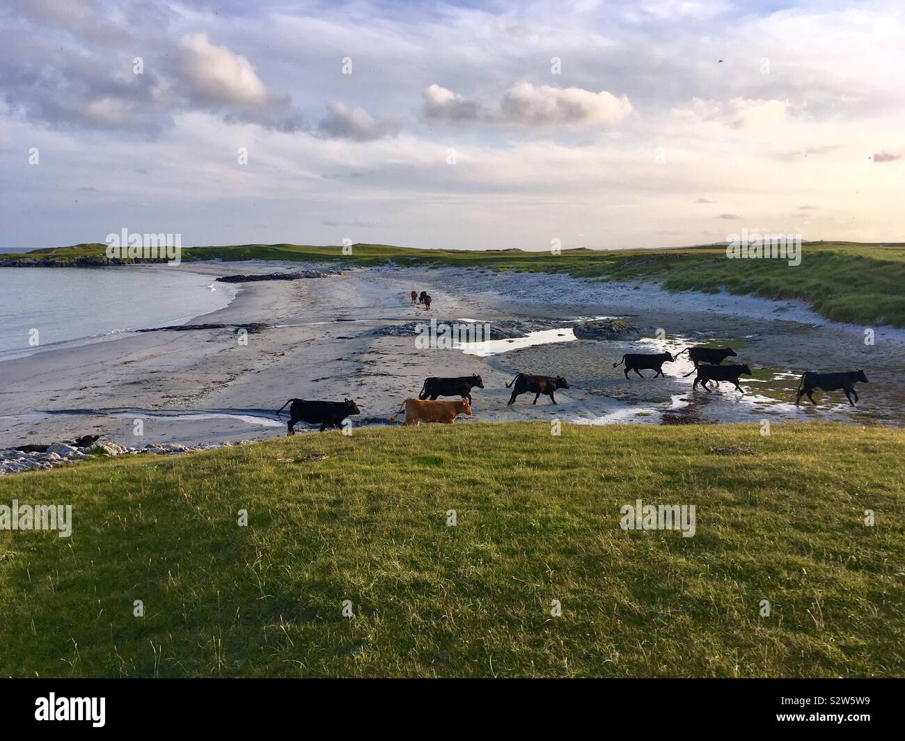 Tiree beach cows hi-res stock photography and images - Alamy