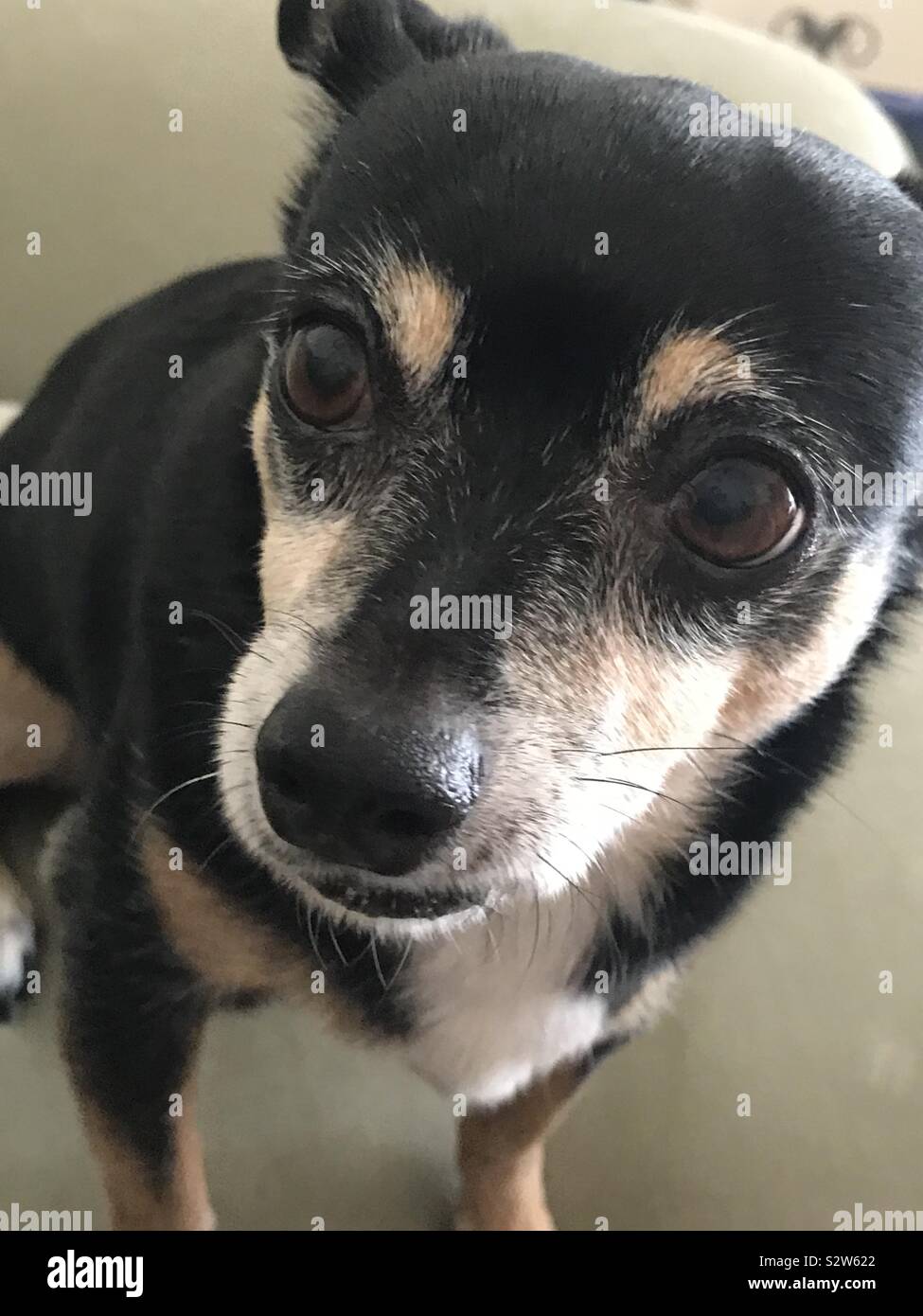 Chihuahua Dixie mix dog Stock Photo - Alamy