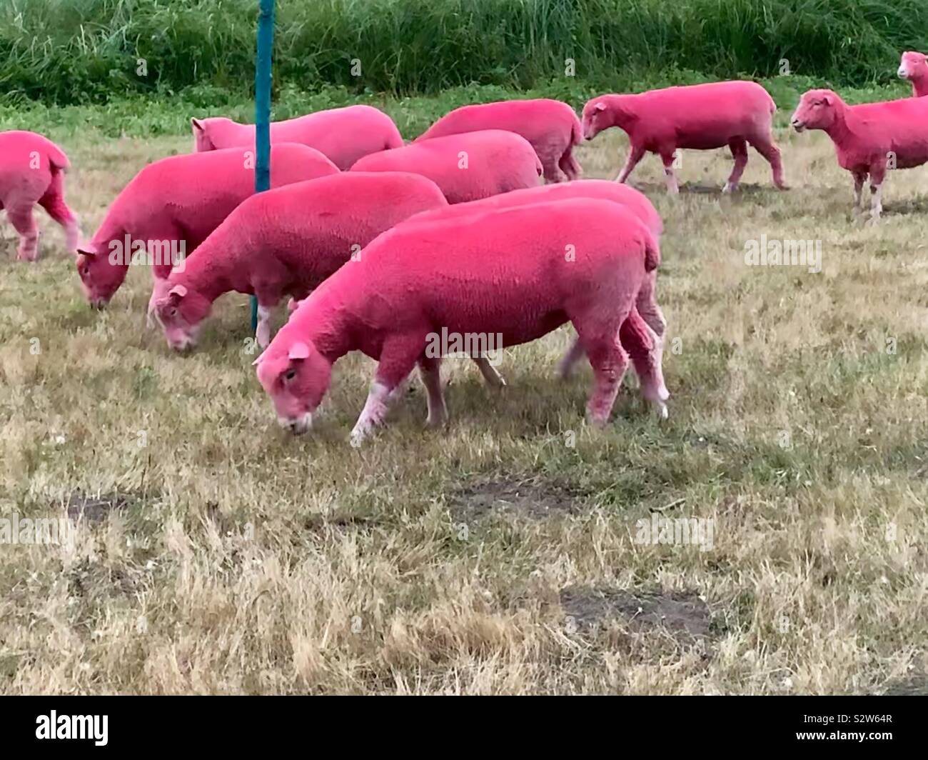 Pink sheep hi-res stock photography and images - Alamy
