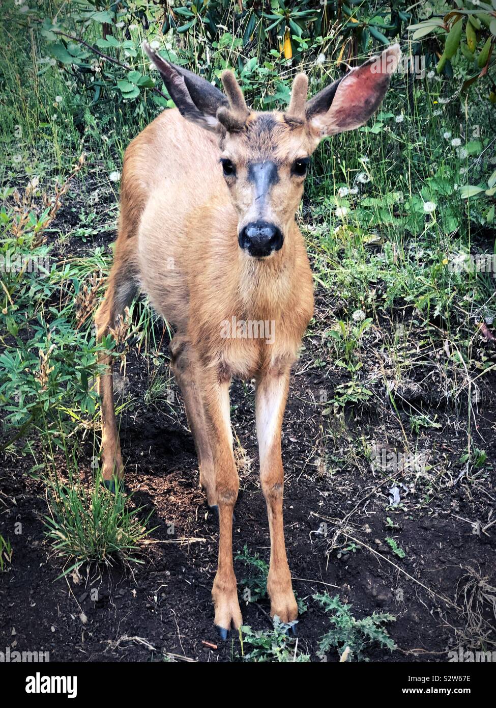 Buck And Antlers Closeup High Resolution Stock Photography and Images ...