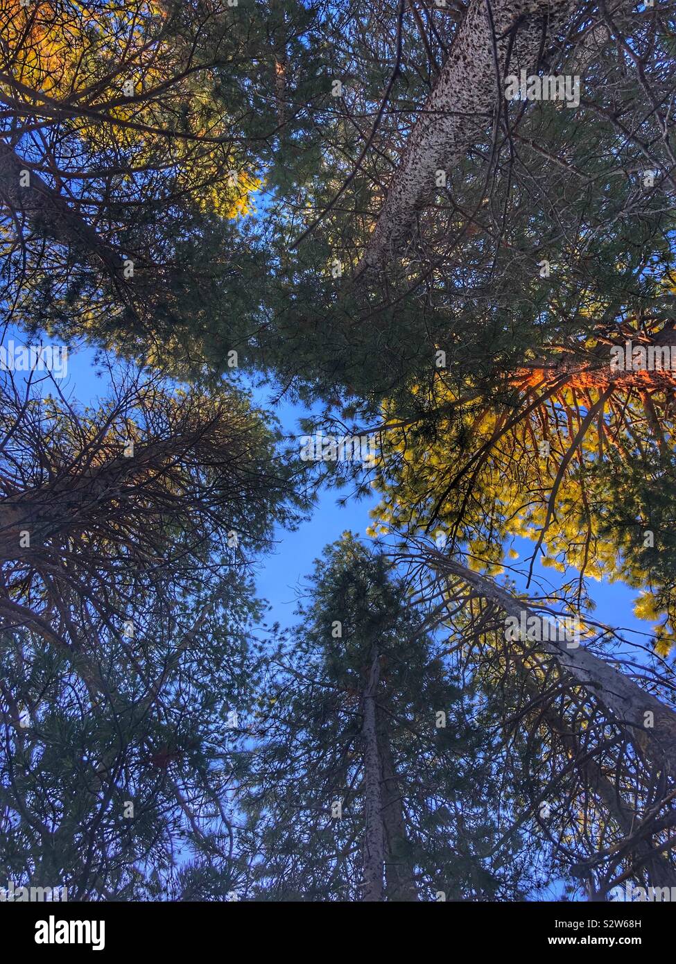 Trees trees trees Stock Photo - Alamy