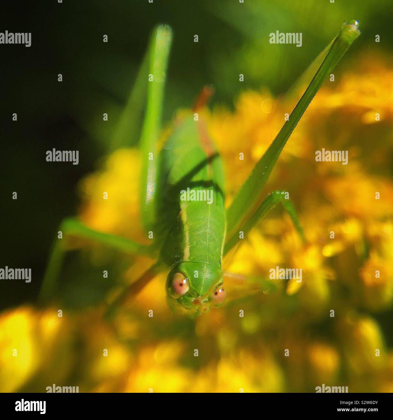 Female fork-tailed bush katydid on goldenrod Stock Photo - Alamy