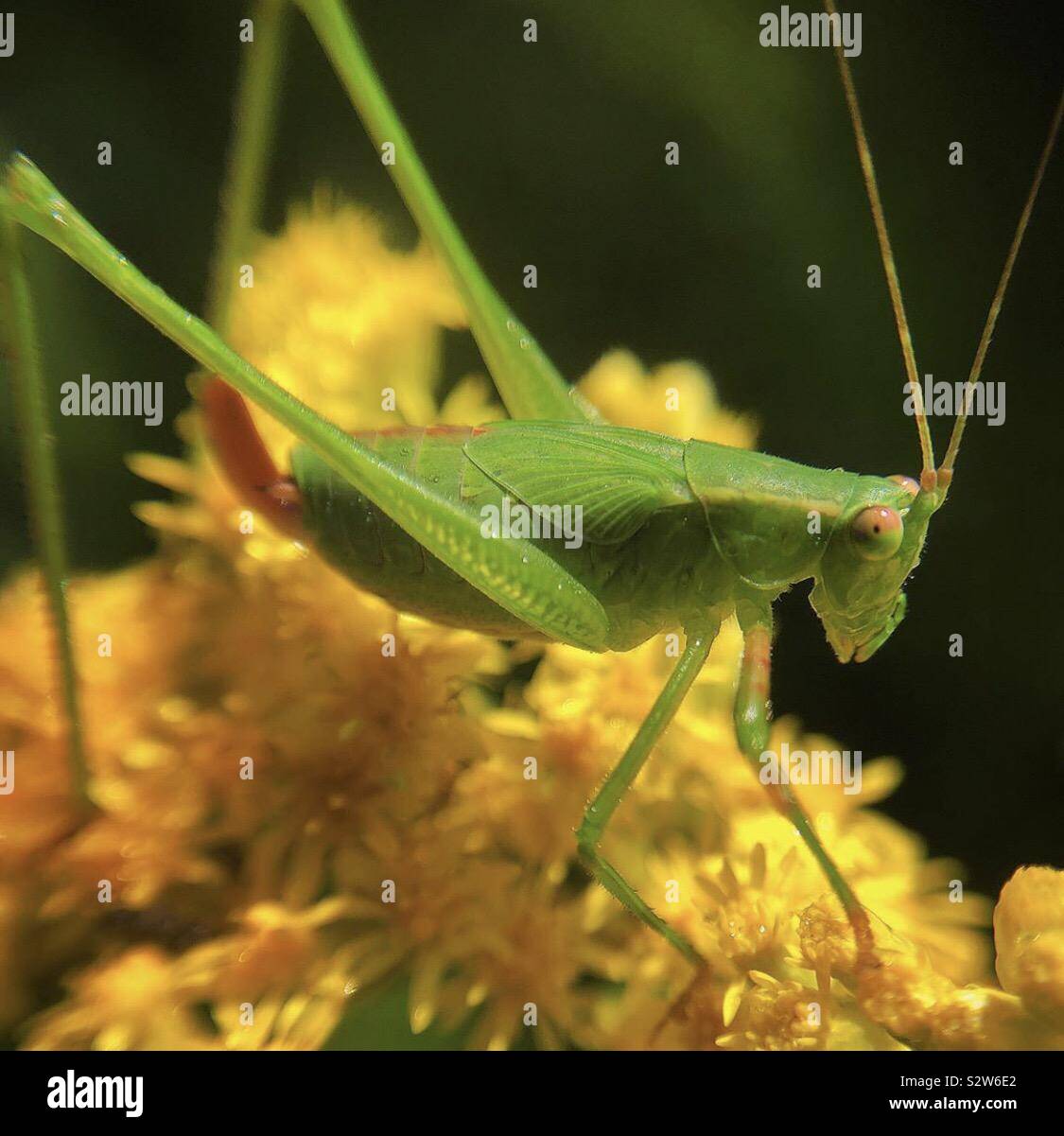 Female fork-tailed bush katydid with prominent ovipositor, on goldenrod ...