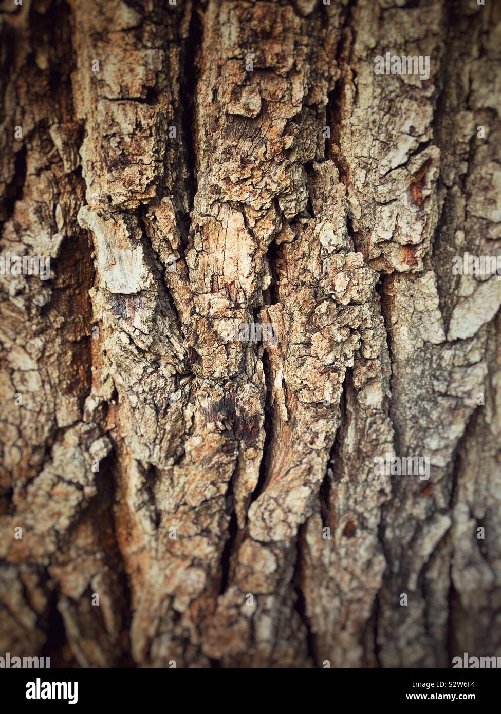 Rinde rinde hi-res stock photography and images - Alamy