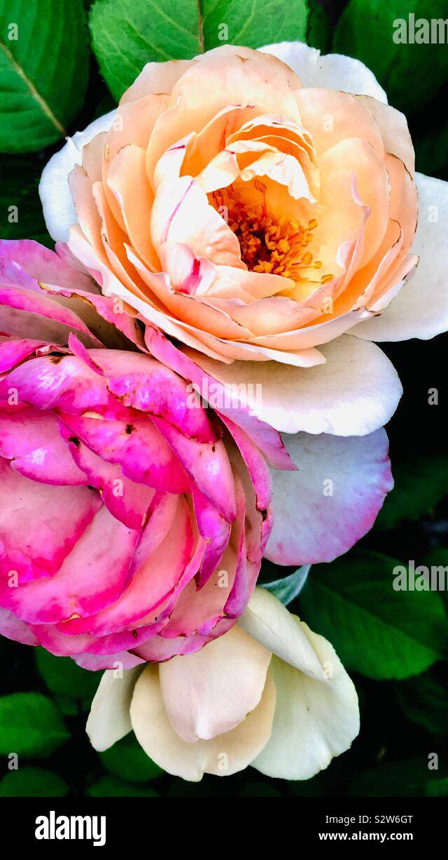 Beautiful roses near Lake Toya, a 110,000 year old lake in Hokkaido ...