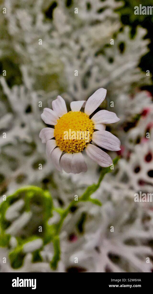 Dancing daisy hi-res stock photography and images - Alamy