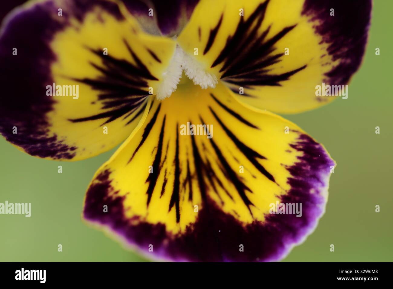 Purple and Yellow Viola Stock Photo - Alamy