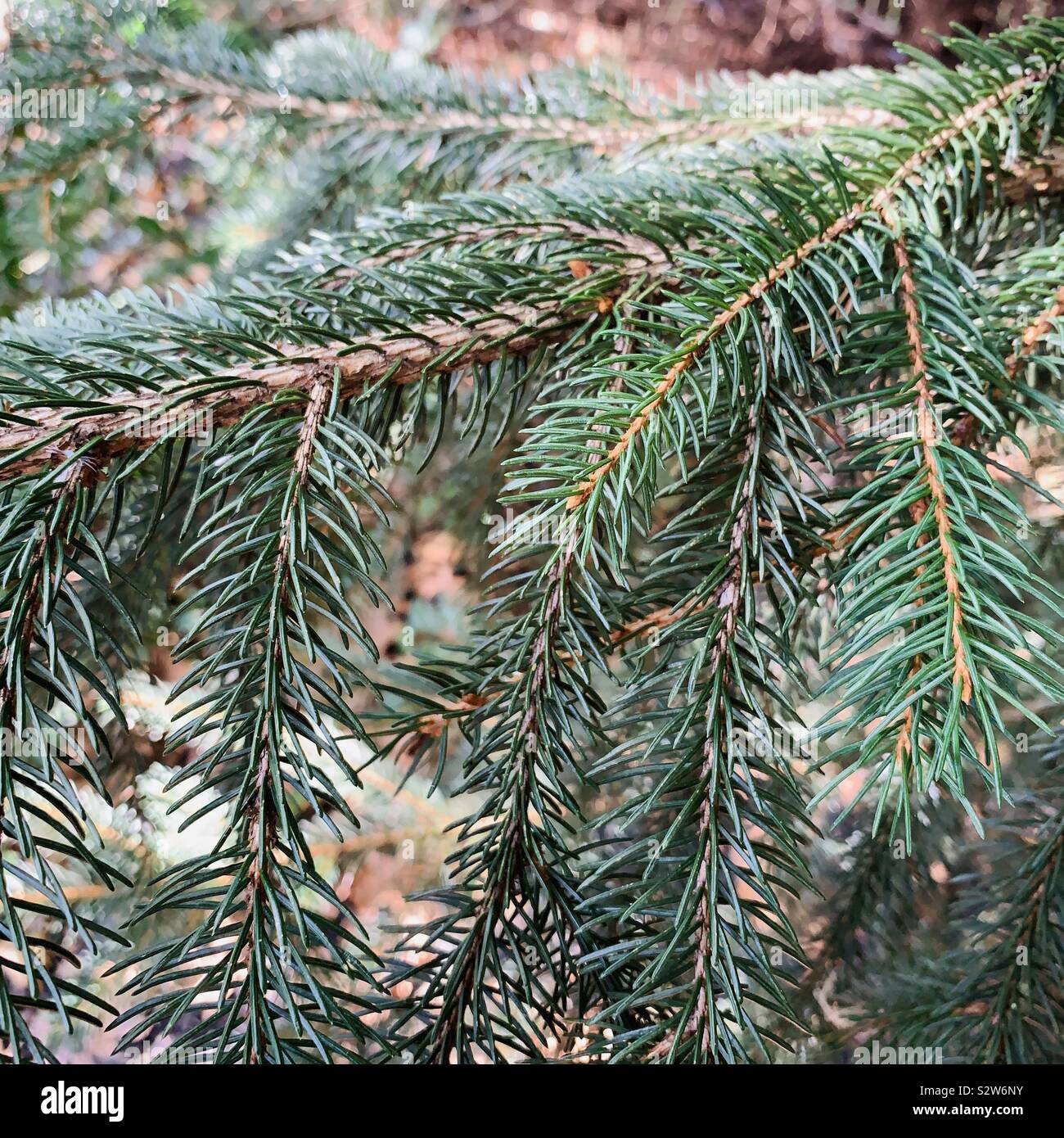 Norway Spruce Tree Stock Photo - Alamy