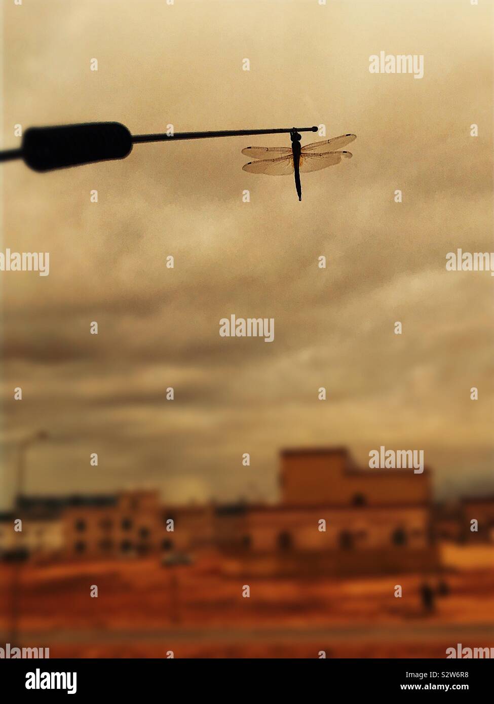 The insect was attached to the antenna after the end of the tropical ...