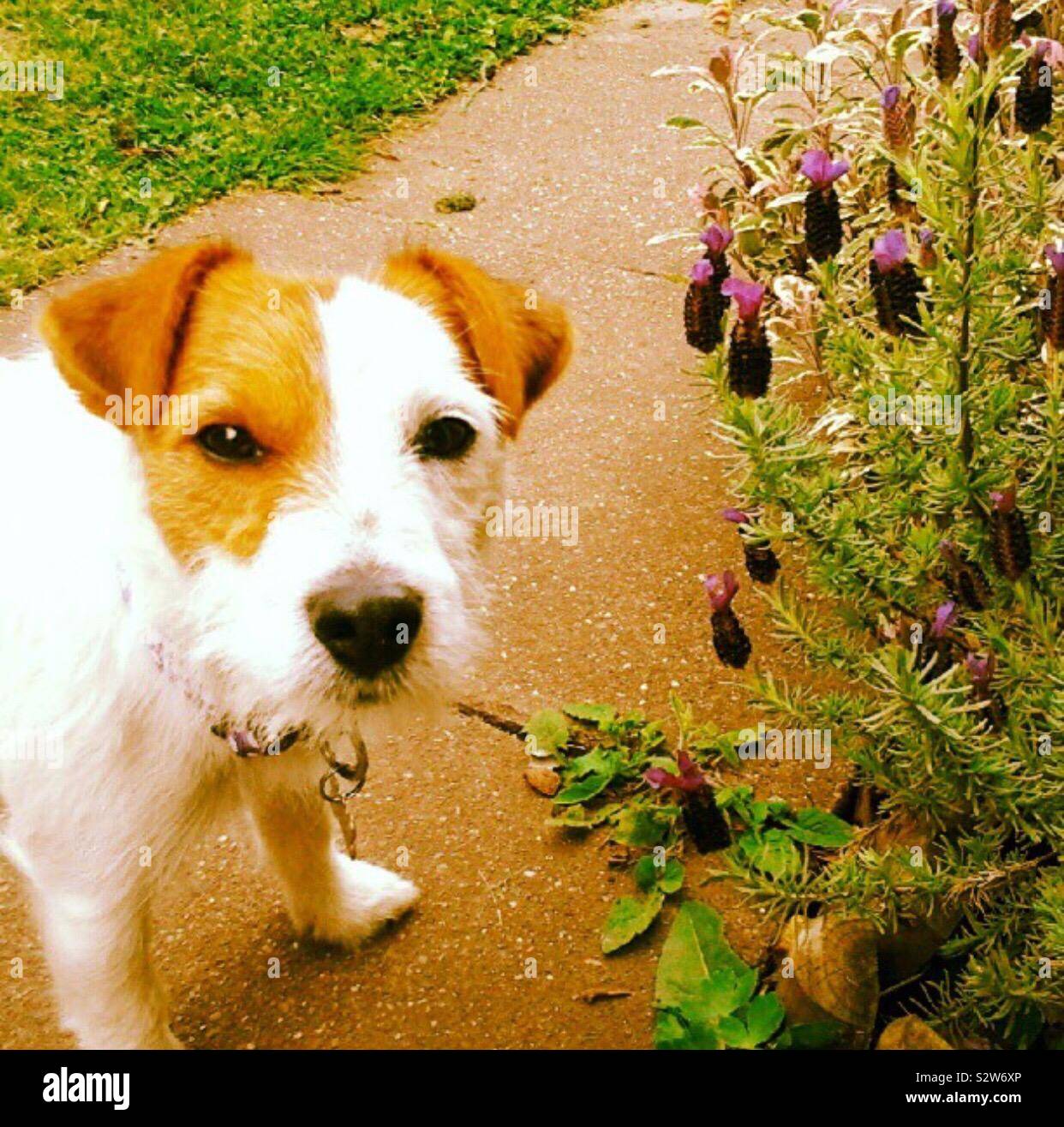 Confused dog hi-res stock photography and images - Alamy