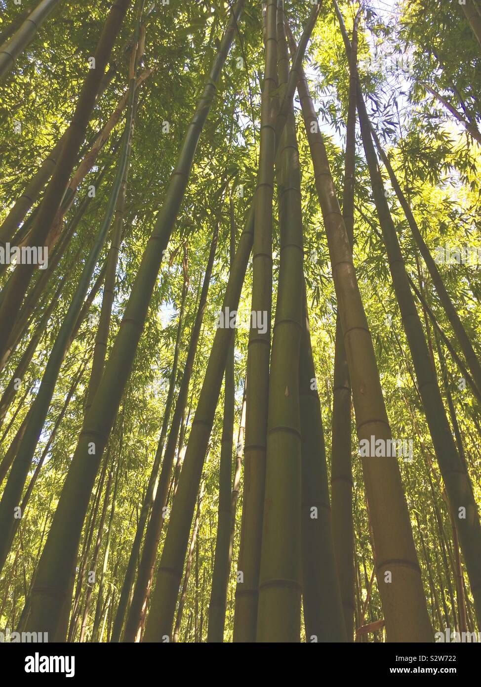 Reaching for bamboo leaves hi-res stock photography and images - Alamy