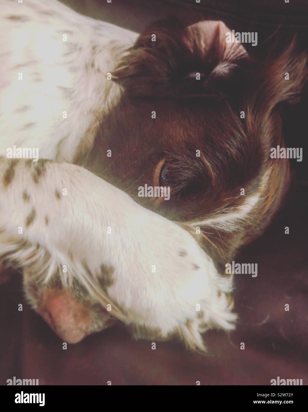 Mabel the dog hi-res stock photography and images - Alamy