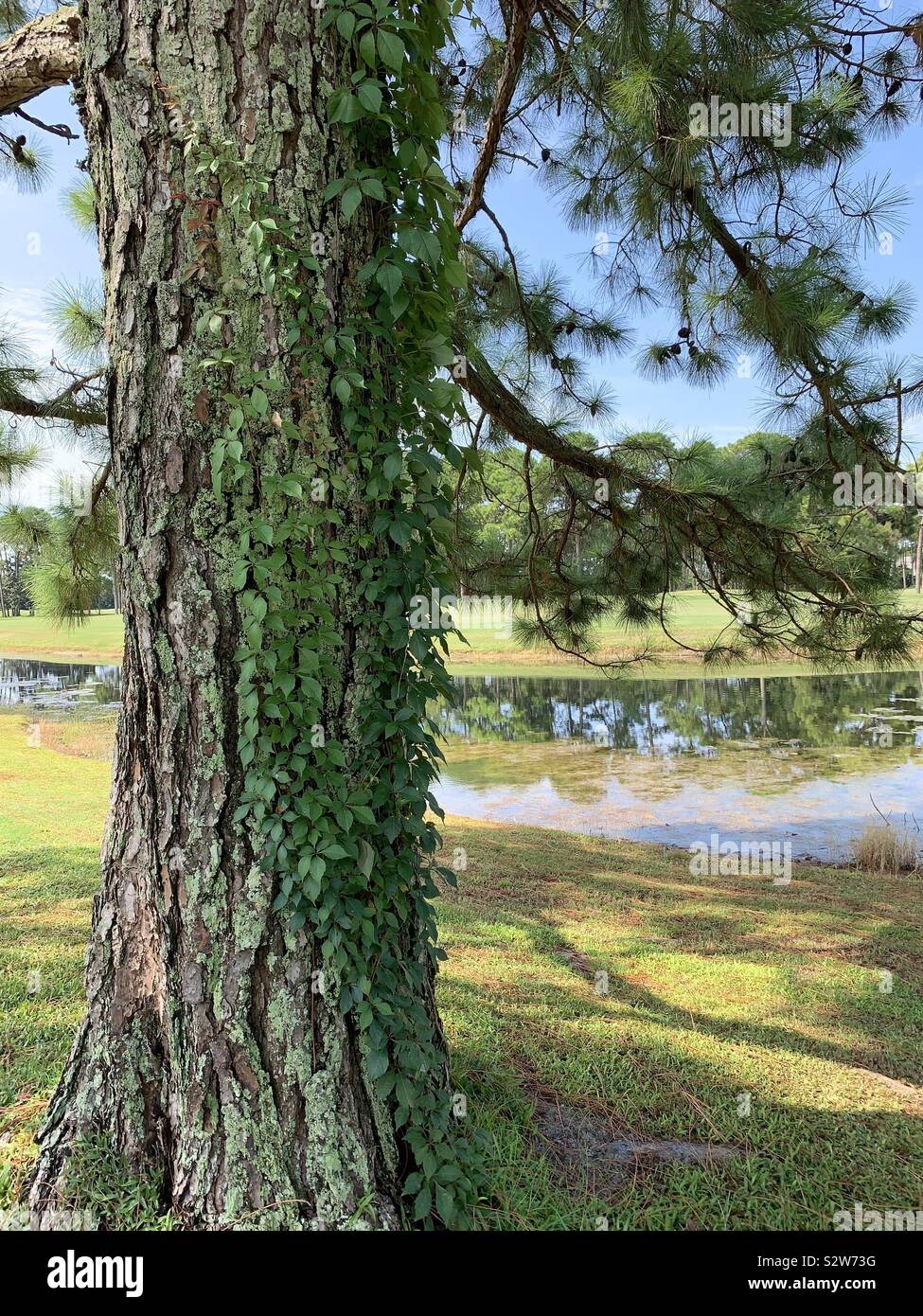Vine growing up hi-res stock photography and images - Alamy